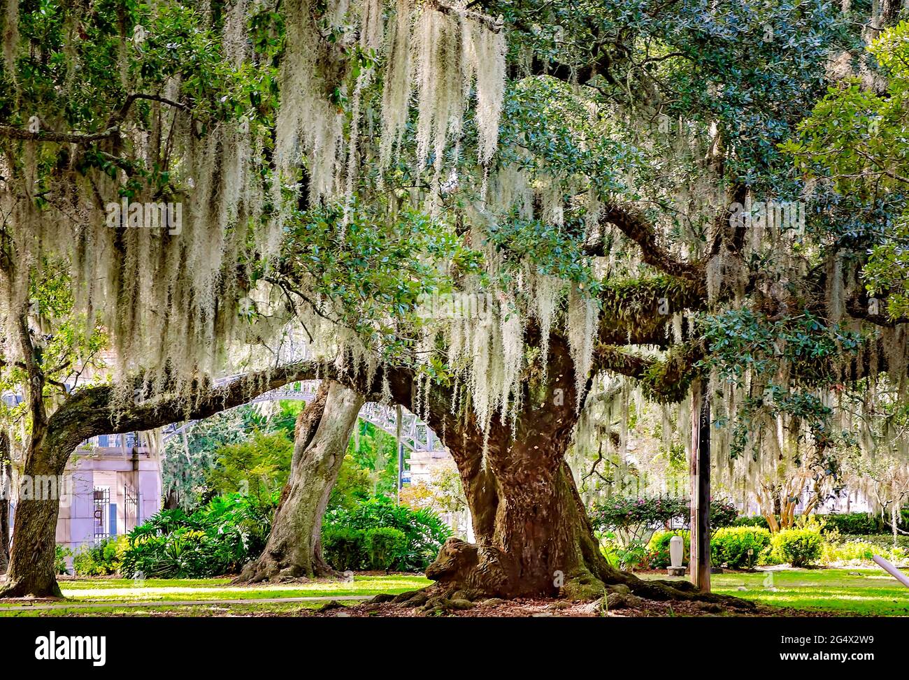 A Southern live oak tree stands in the historic oak grove in New ...