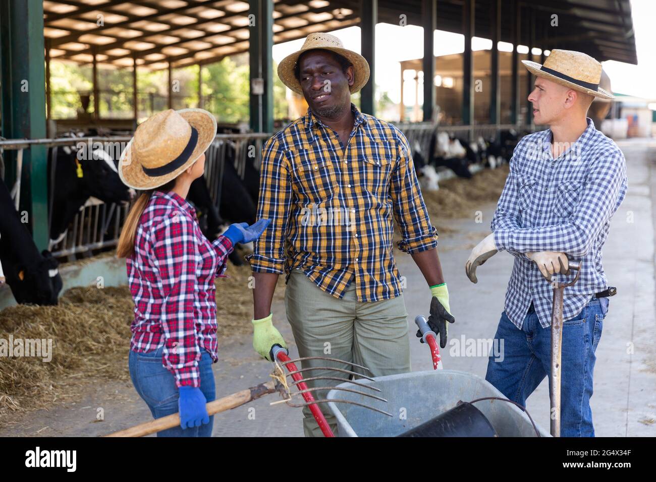 Conversation of farmers of different nationalities in cowshed Stock ...