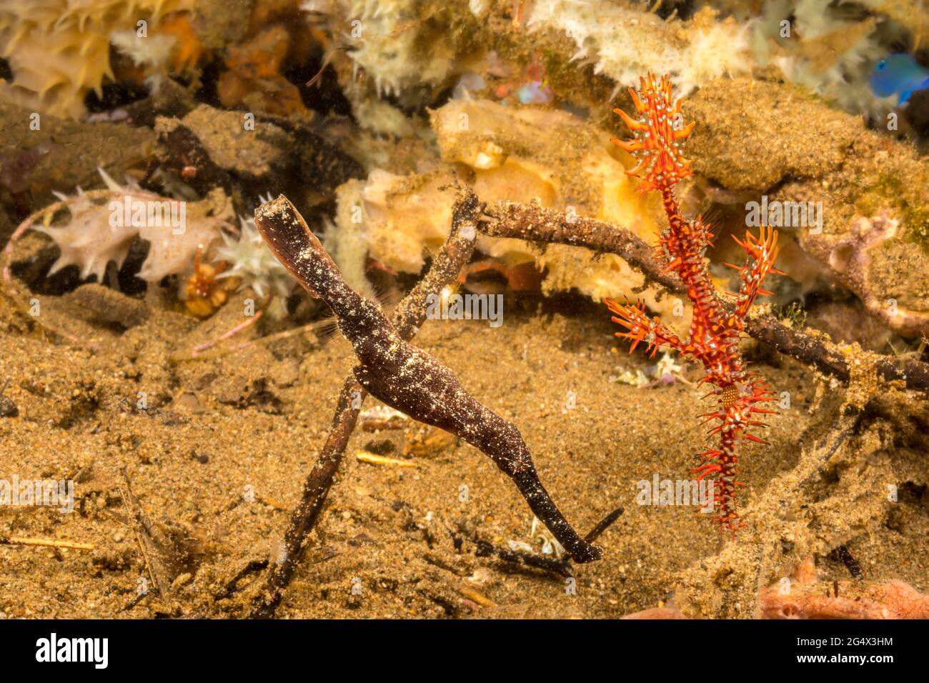 Robust ghost pipefishes hi-res stock photography and images - Alamy
