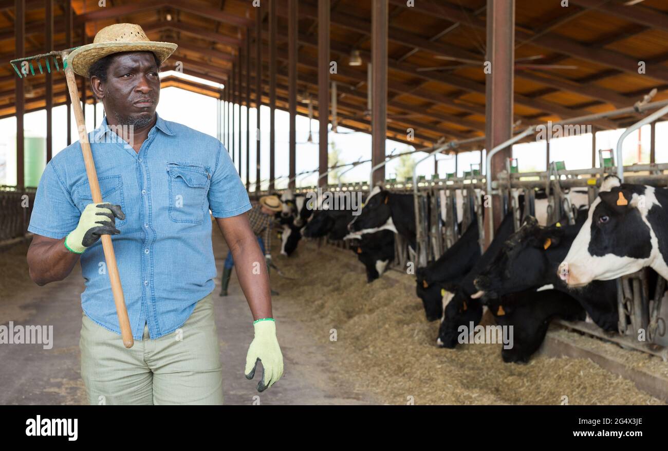 Man farmer posing at cowshed on farm Stock Photo - Alamy