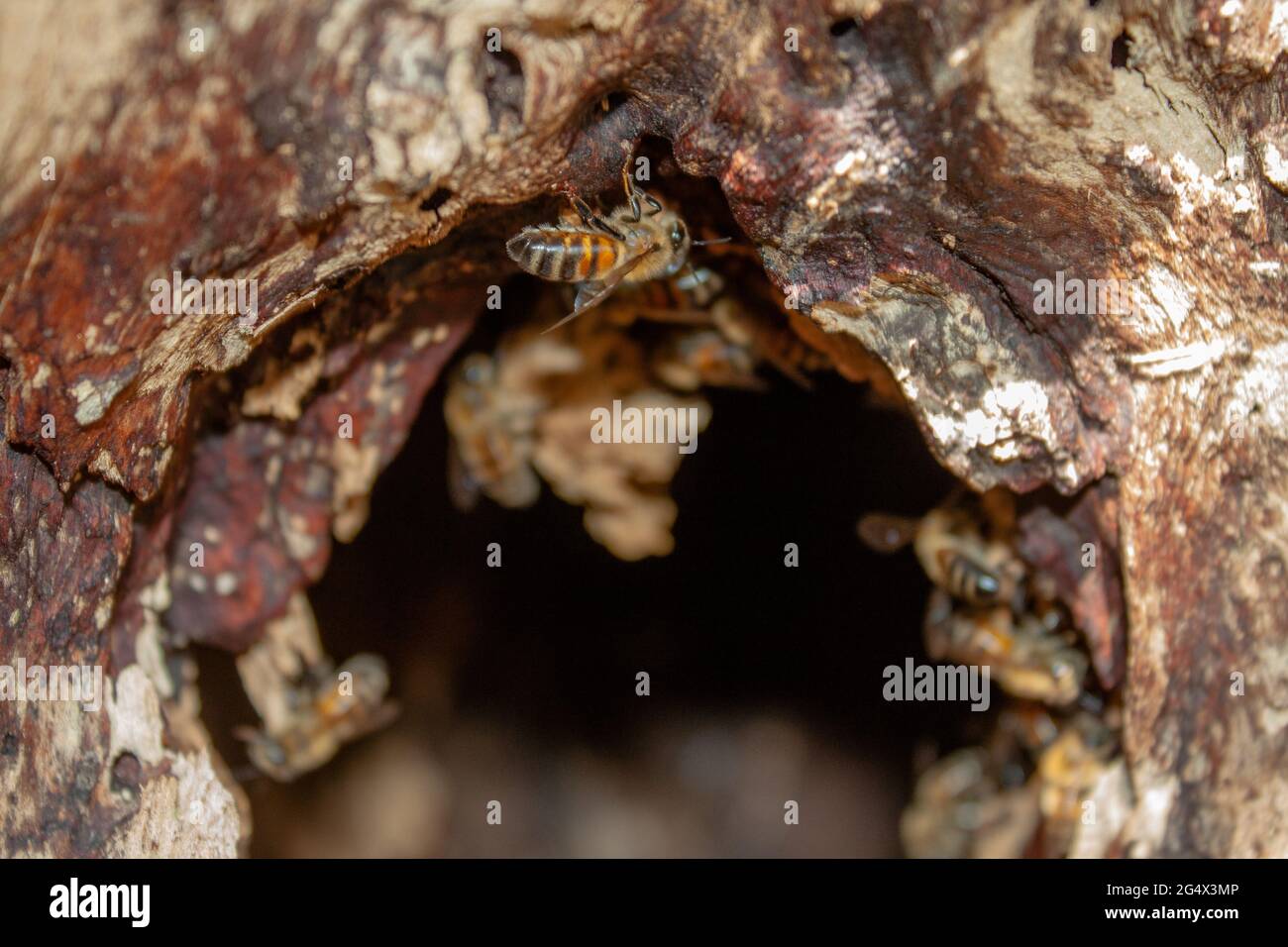 honey bee in a wild hive Stock Photo - Alamy