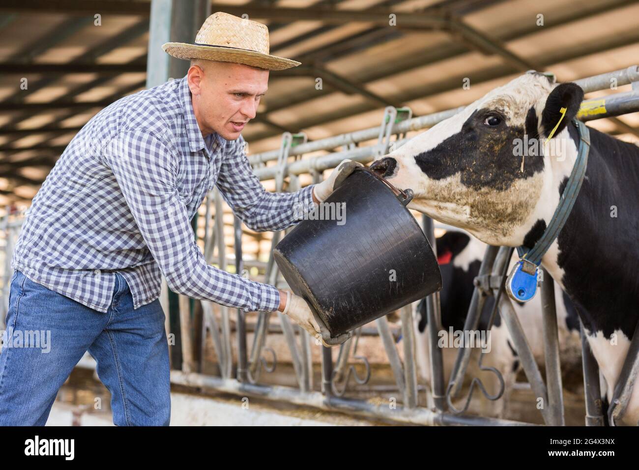 Farmer working in stall, feeding cows with water Stock Photo - Alamy