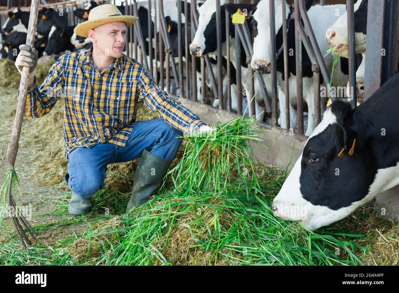 Male cattle worker feeding hi-res stock photography and images - Alamy