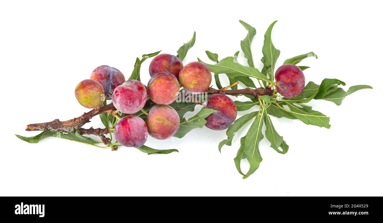 Red cherry plum,Prunes isolated on white background Stock Photo - Alamy
