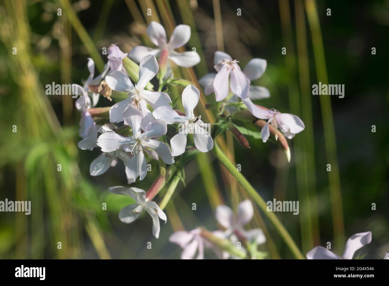 Soapwort saponaria officinalis flower hi-res stock photography and ...