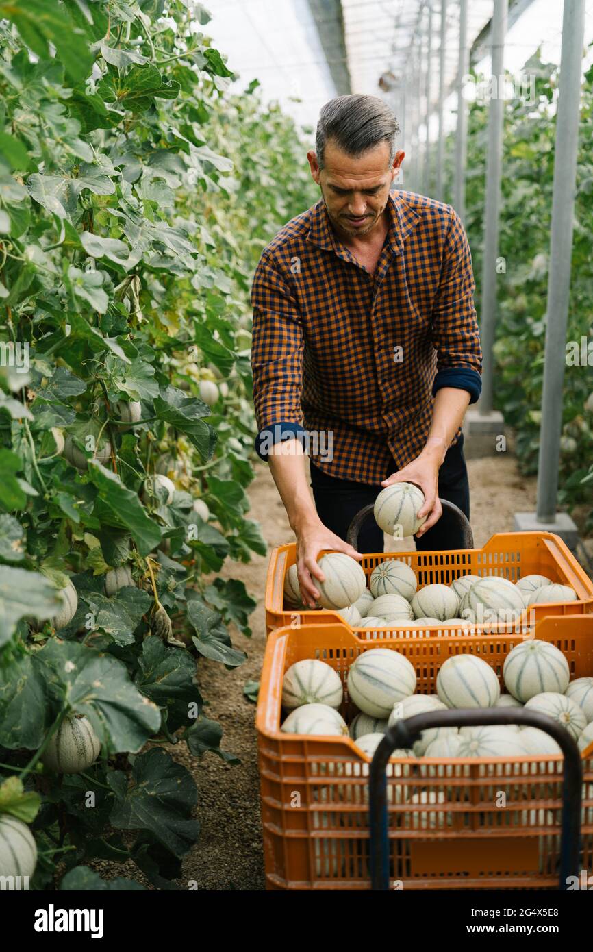 Crate of melon hi-res stock photography and images - Alamy