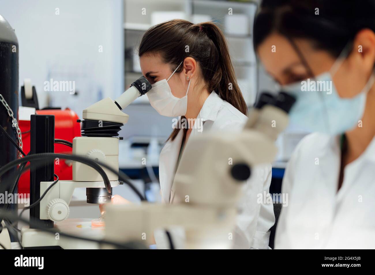 Female scientists looking through microscope while examining medical ...