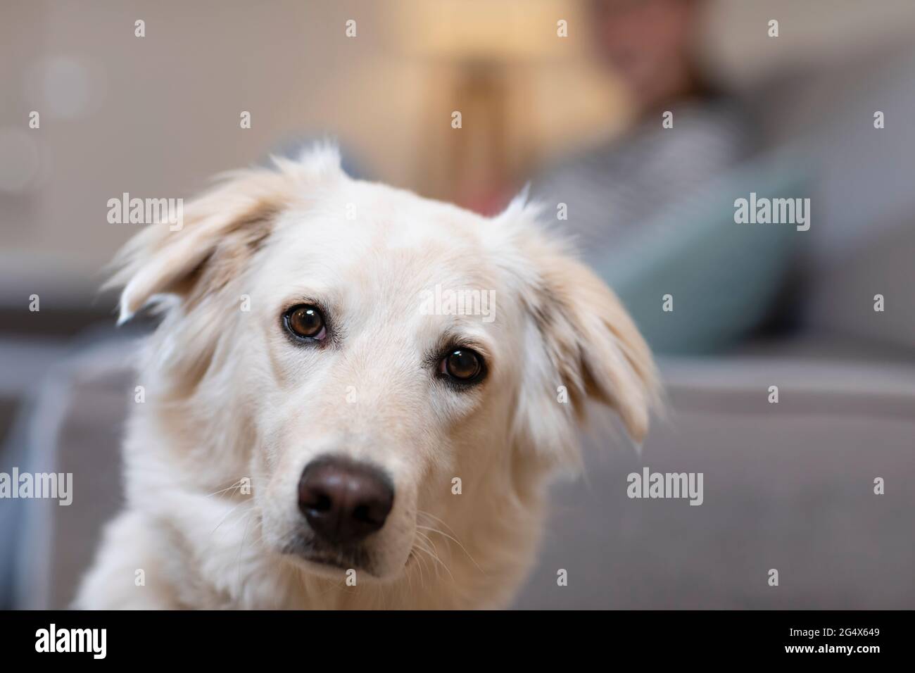 Cute white dog in living room at home Stock Photo - Alamy