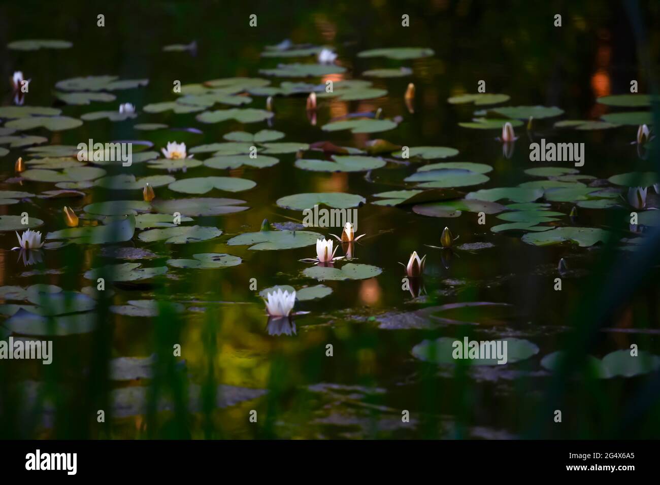 Water lilies floating in pond Stock Photo - Alamy