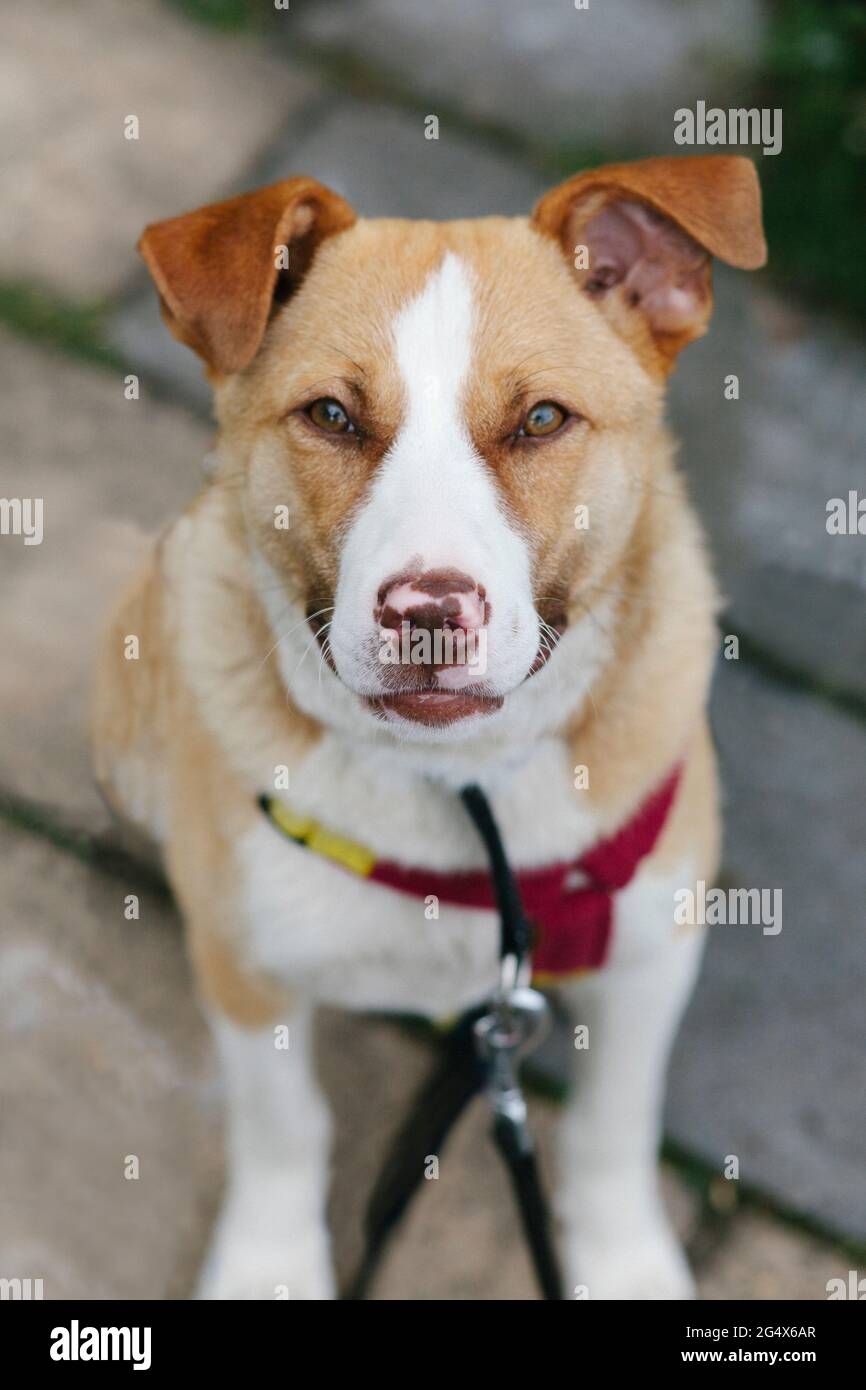 Mixed breed rescue dog sitting outdoors Stock Photo - Alamy