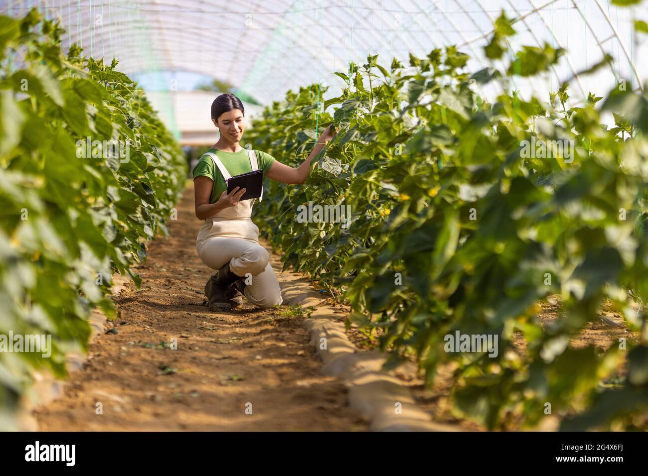 Farmer looking at green crops hi-res stock photography and images - Alamy