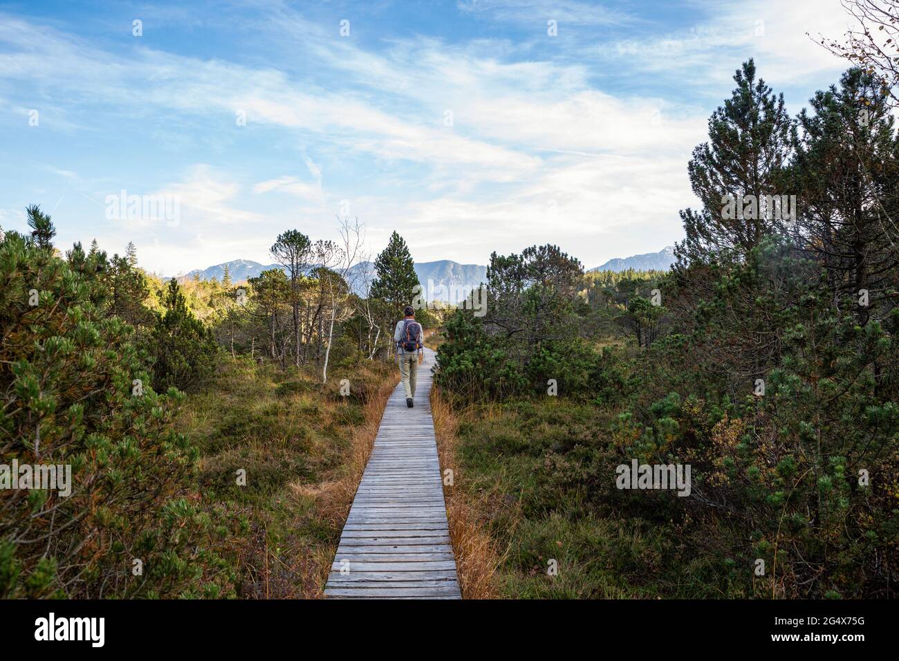 Mature male traveler walking on boardwalk amidst plants at Murnauer ...