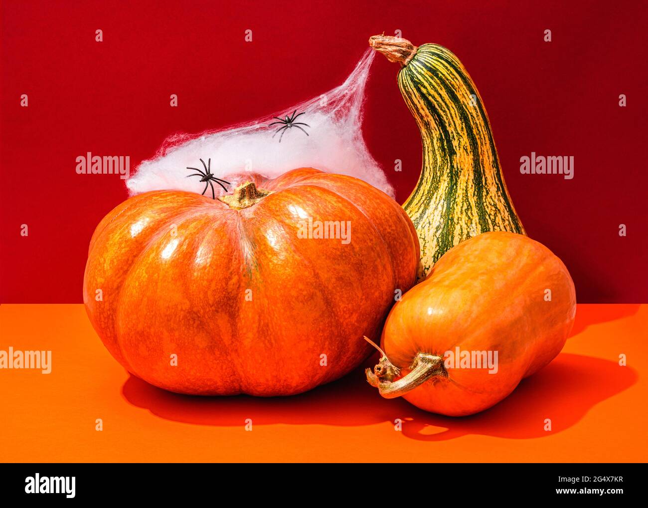 Studio shot of three different pumpkins and two spiders crawling on ...
