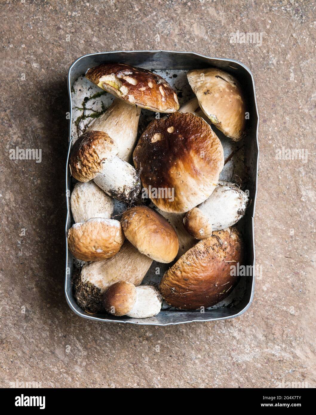 Lunch box of freshly dug porcini mushrooms Stock Photo - Alamy