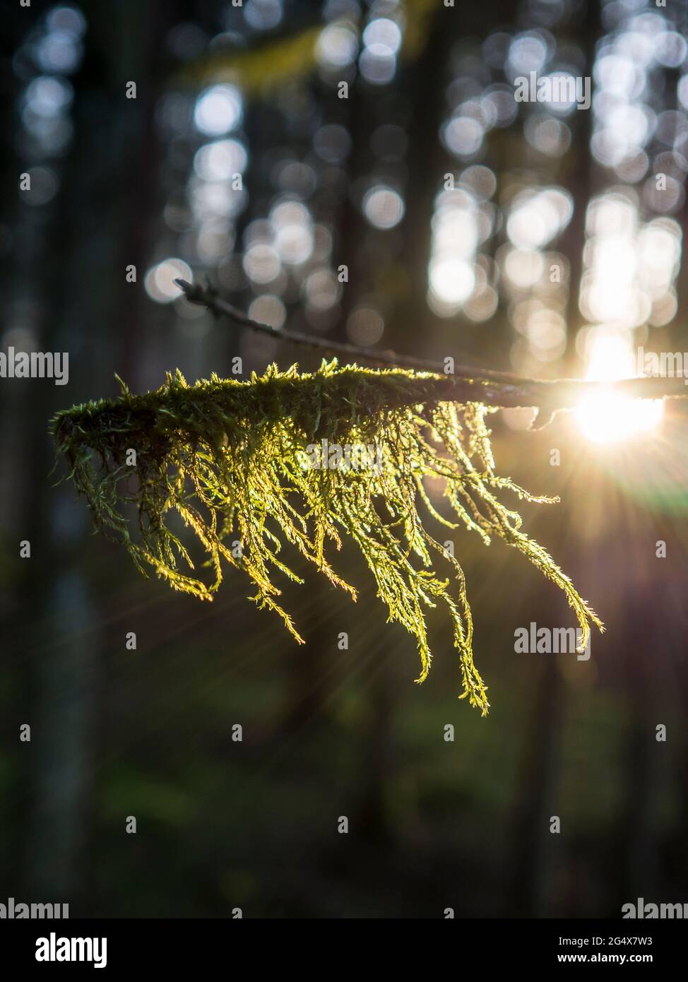 Moss in forest hi-res stock photography and images - Alamy