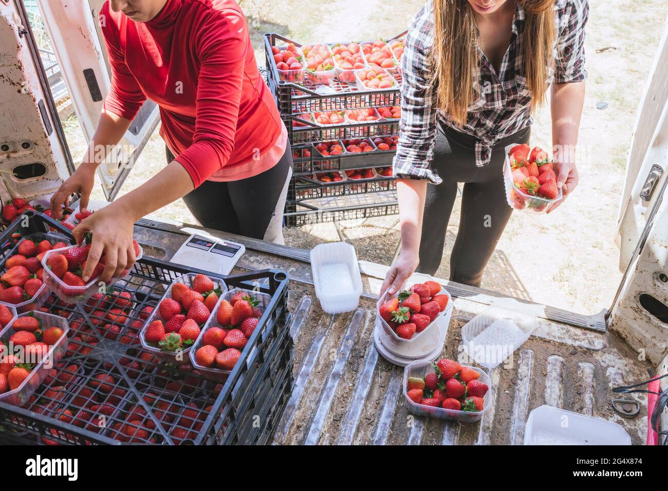 Female farmers arranging strawberry cartons in vehicle Stock Photo - Alamy