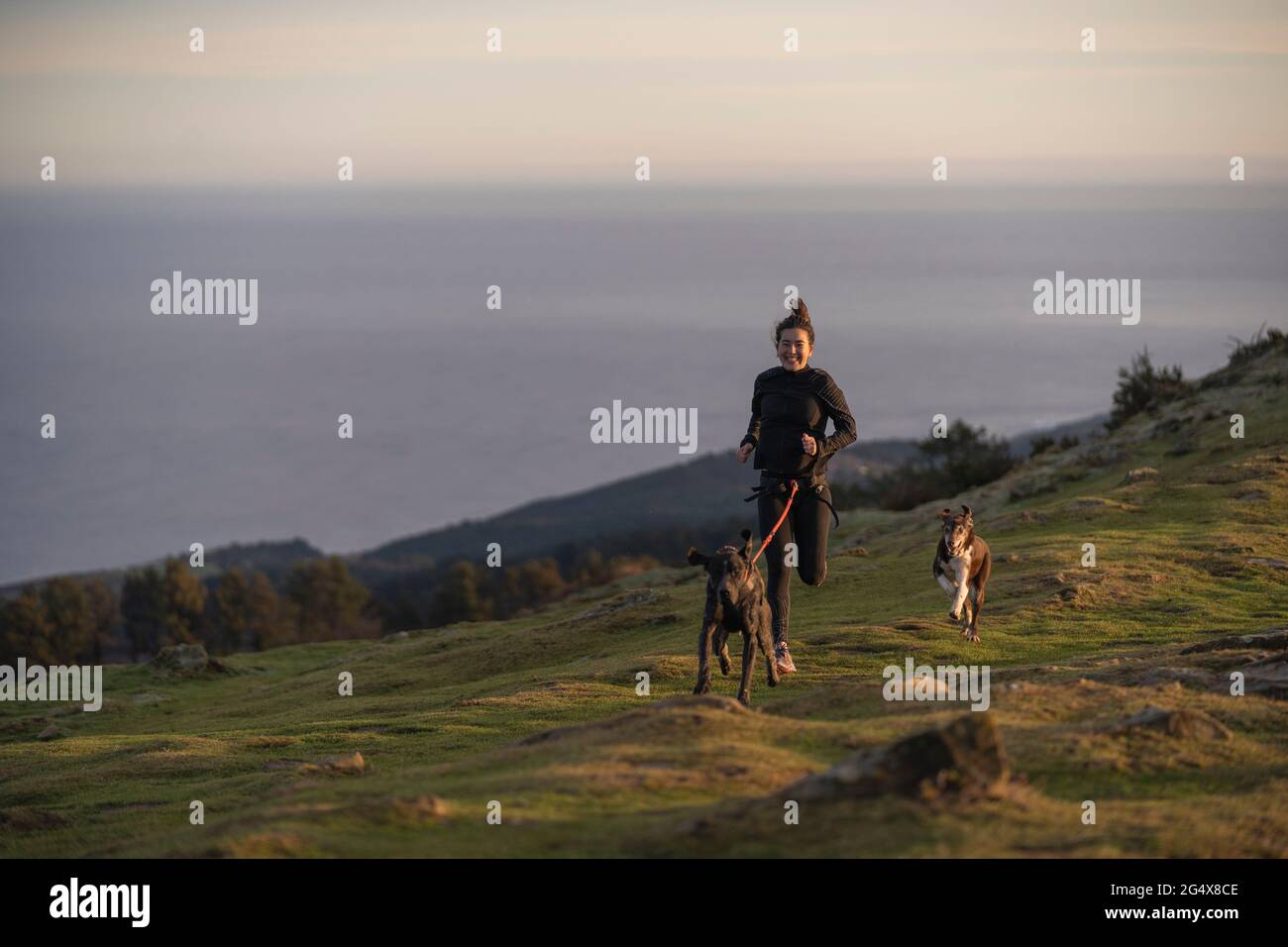 Female runner running with dogs in canicross style on hill Stock Photo ...