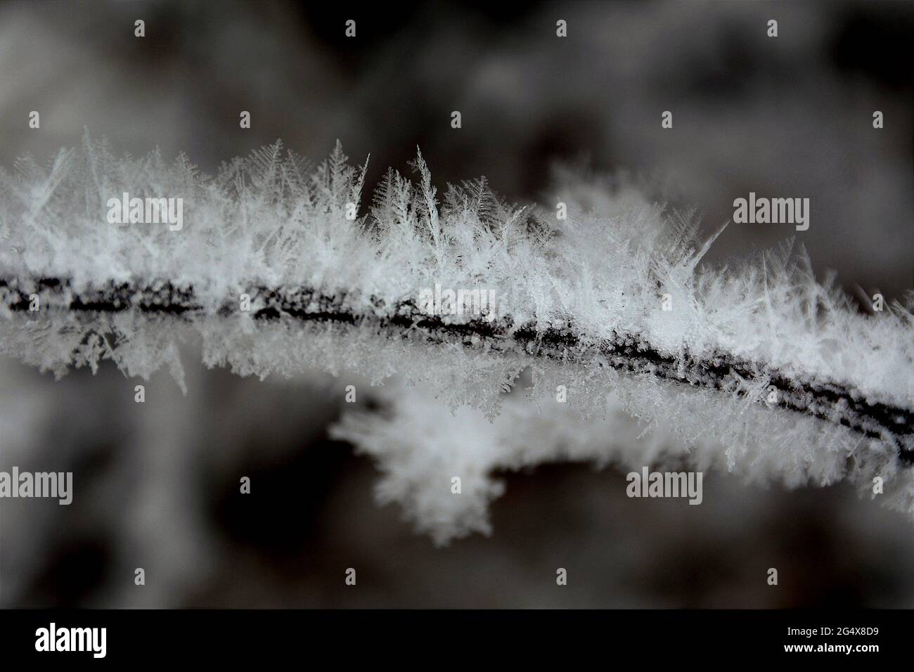 Closeup of the morning crystal clear frost covering the surface of the ...