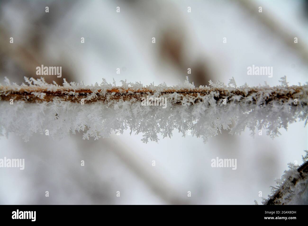 Covering of frost hi-res stock photography and images - Alamy