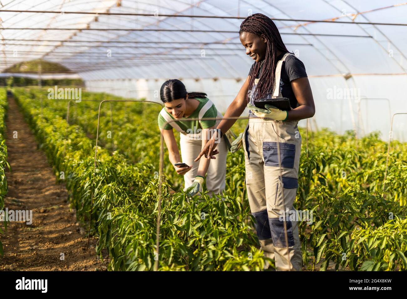 Female farmer pointing while coworker using smart phone at greenhouse ...