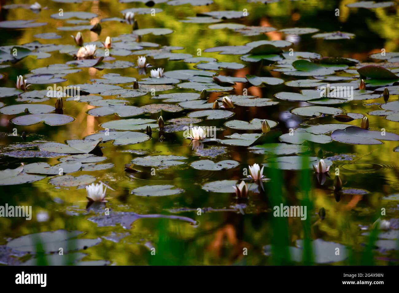 Water lilies floating in pond Stock Photo - Alamy