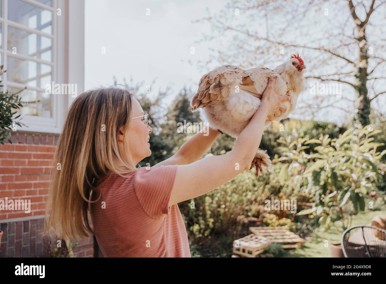 Mid adult woman picking up chicken at backyard Stock Photo - Alamy
