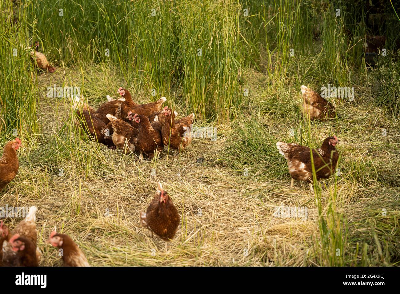 Foraging range hi-res stock photography and images - Alamy