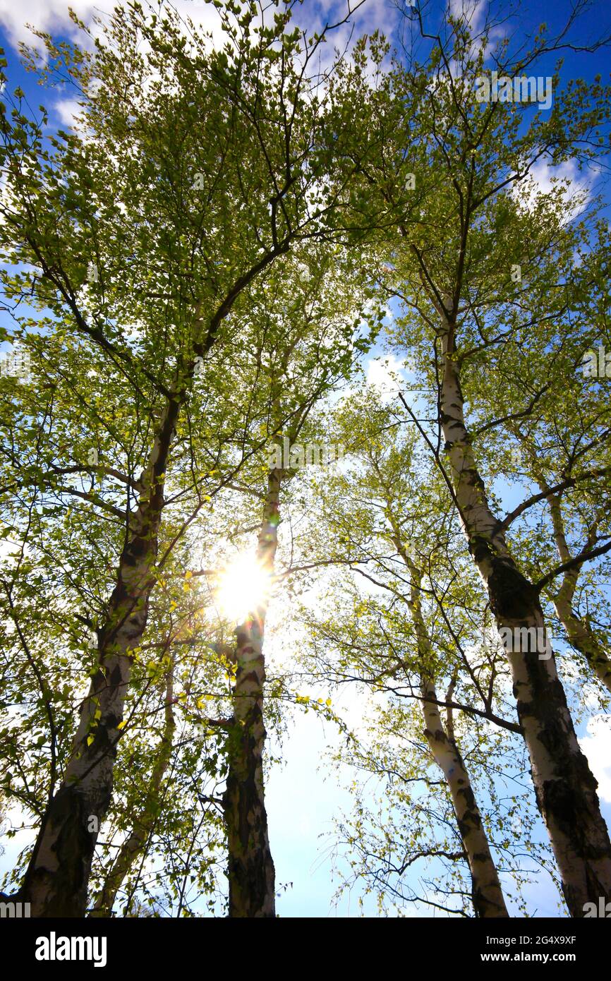 Sunny trees vertical hi-res stock photography and images - Alamy