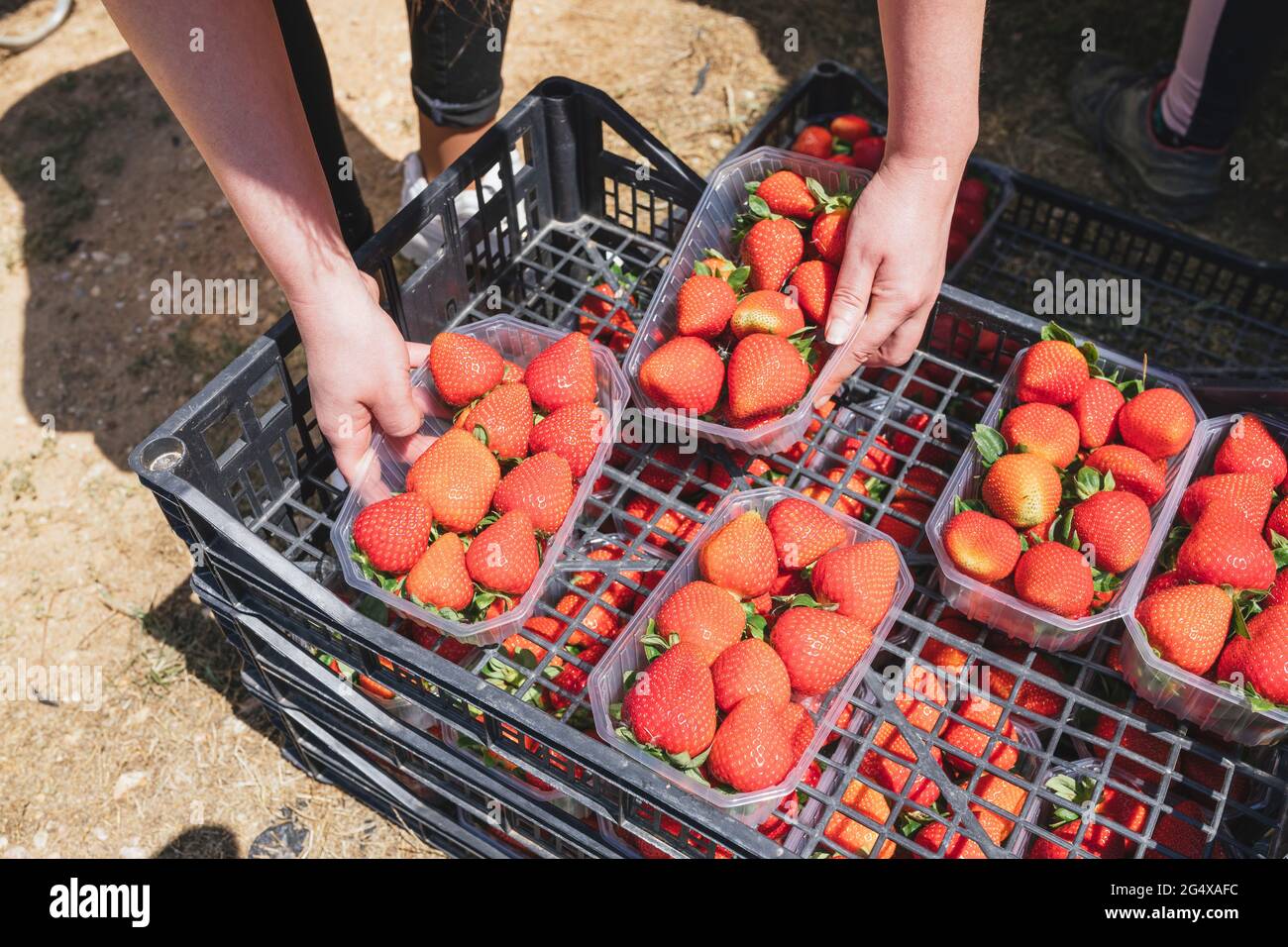 Farmer with strawberry cartons in farm Stock Photo - Alamy