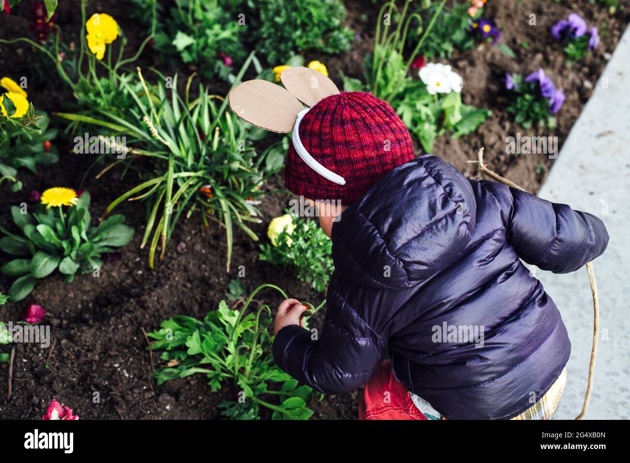 Boy wearing rabbit ears while plucking flower at garden Stock Photo - Alamy