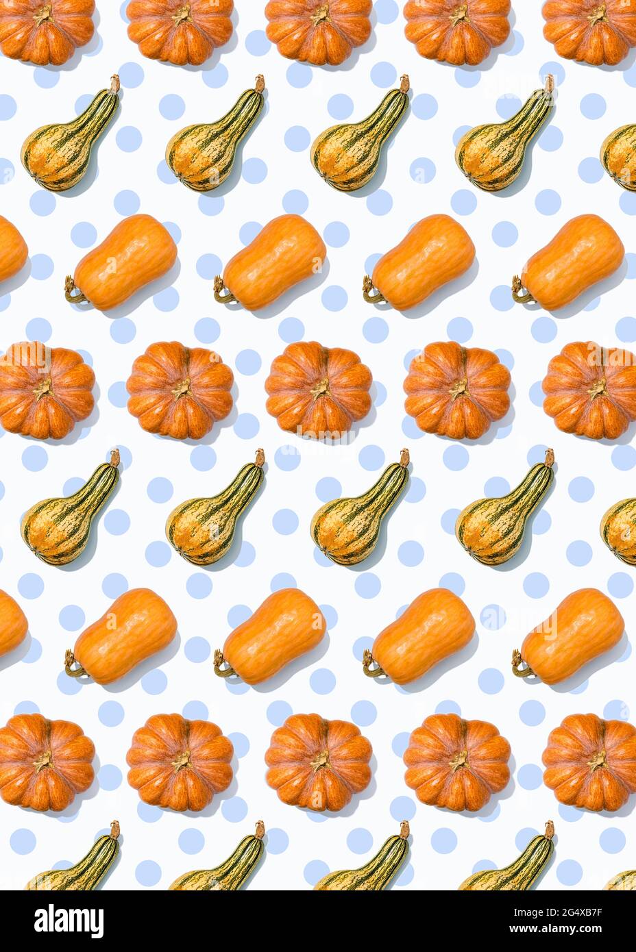 Pattern of various pumpkins and squashes flat laid against polka dot ...