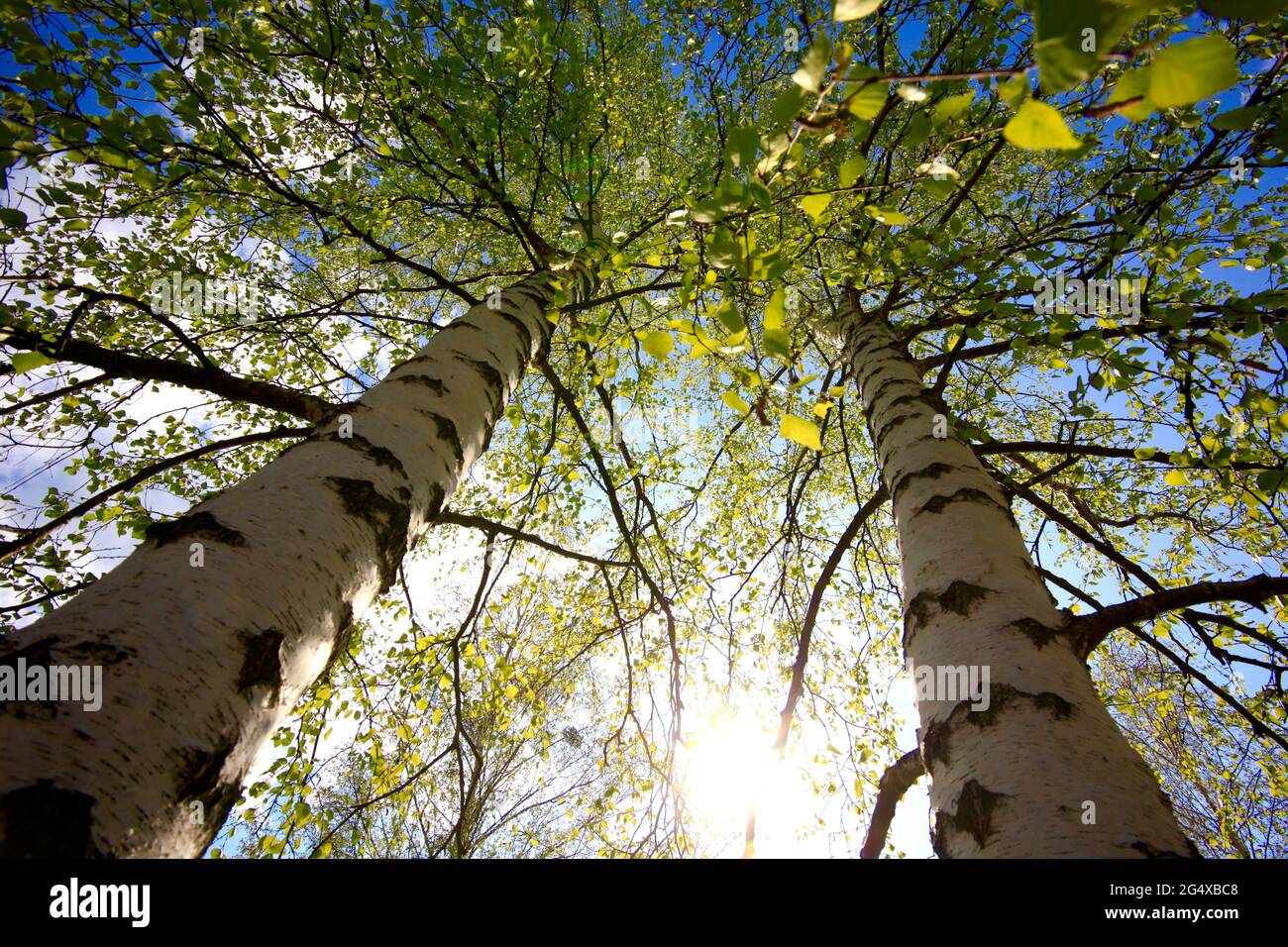 Tall birch hi-res stock photography and images - Alamy