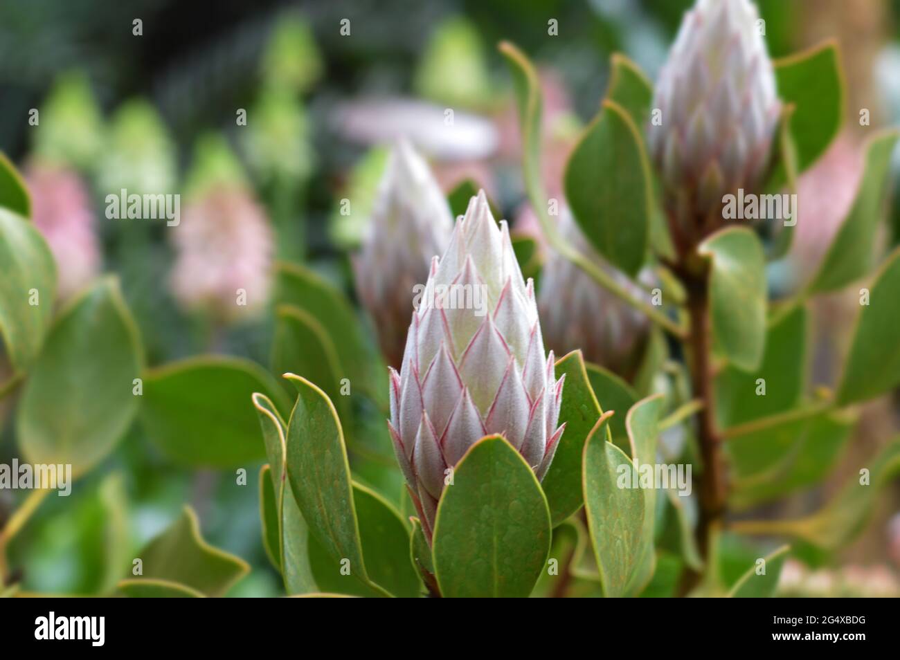 Protea cynaroides field in Garden by the Bay, Singapore Stock Photo - Alamy