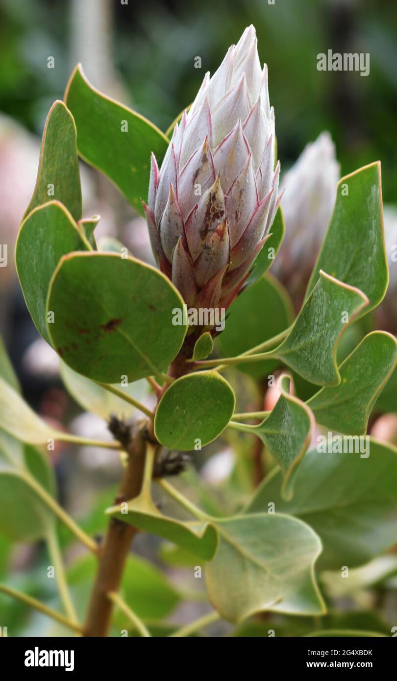 King protea in field hi-res stock photography and images - Alamy