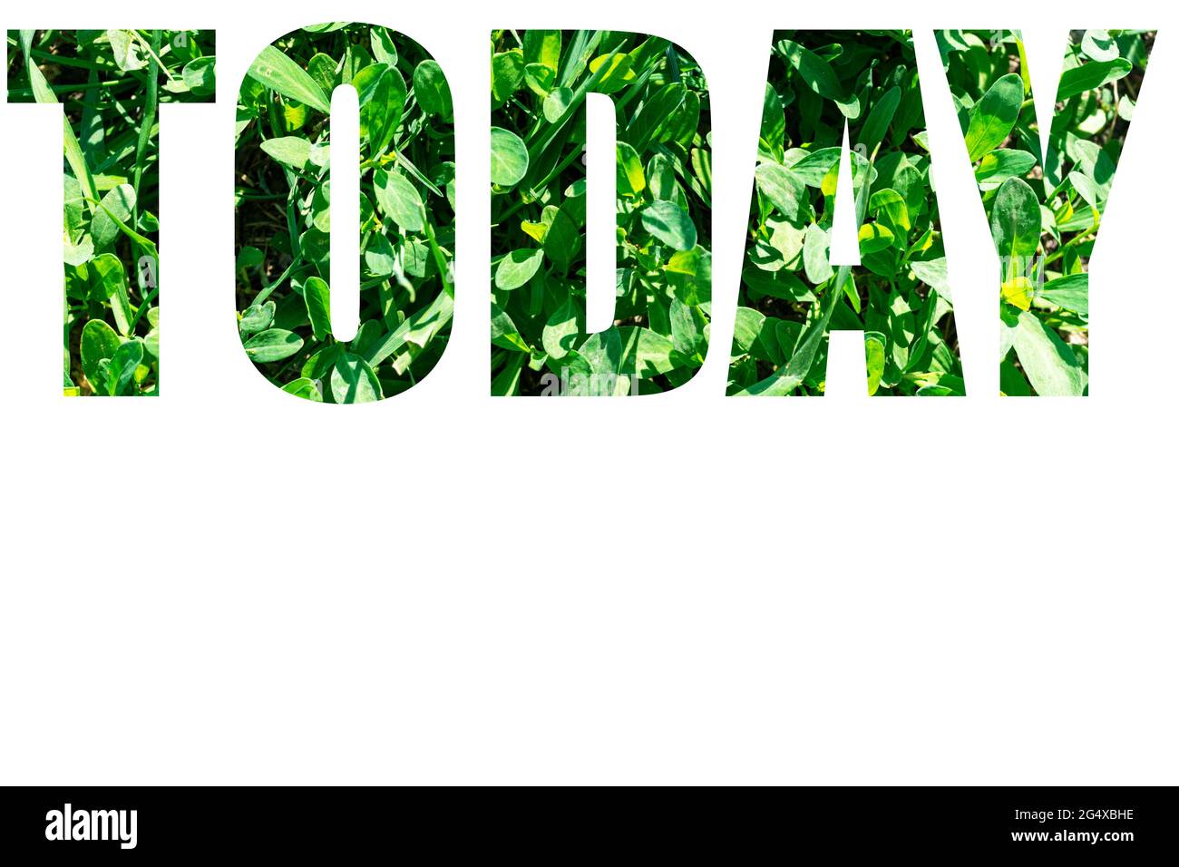 The word TODAY from green grass isolated on white background. Elements ...