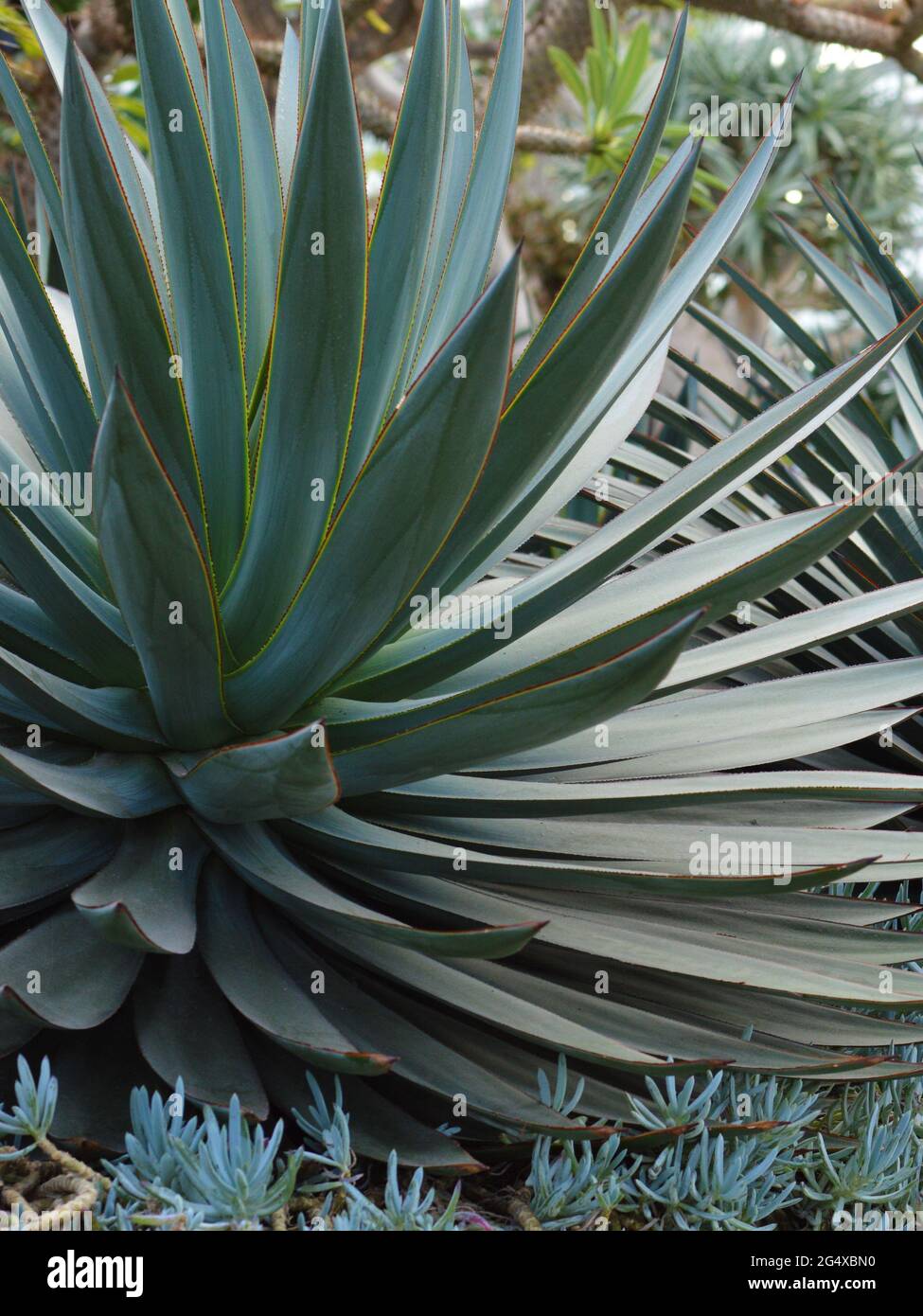 Giant Agave Americana captured in Garden by the Bay, Singapore Stock ...