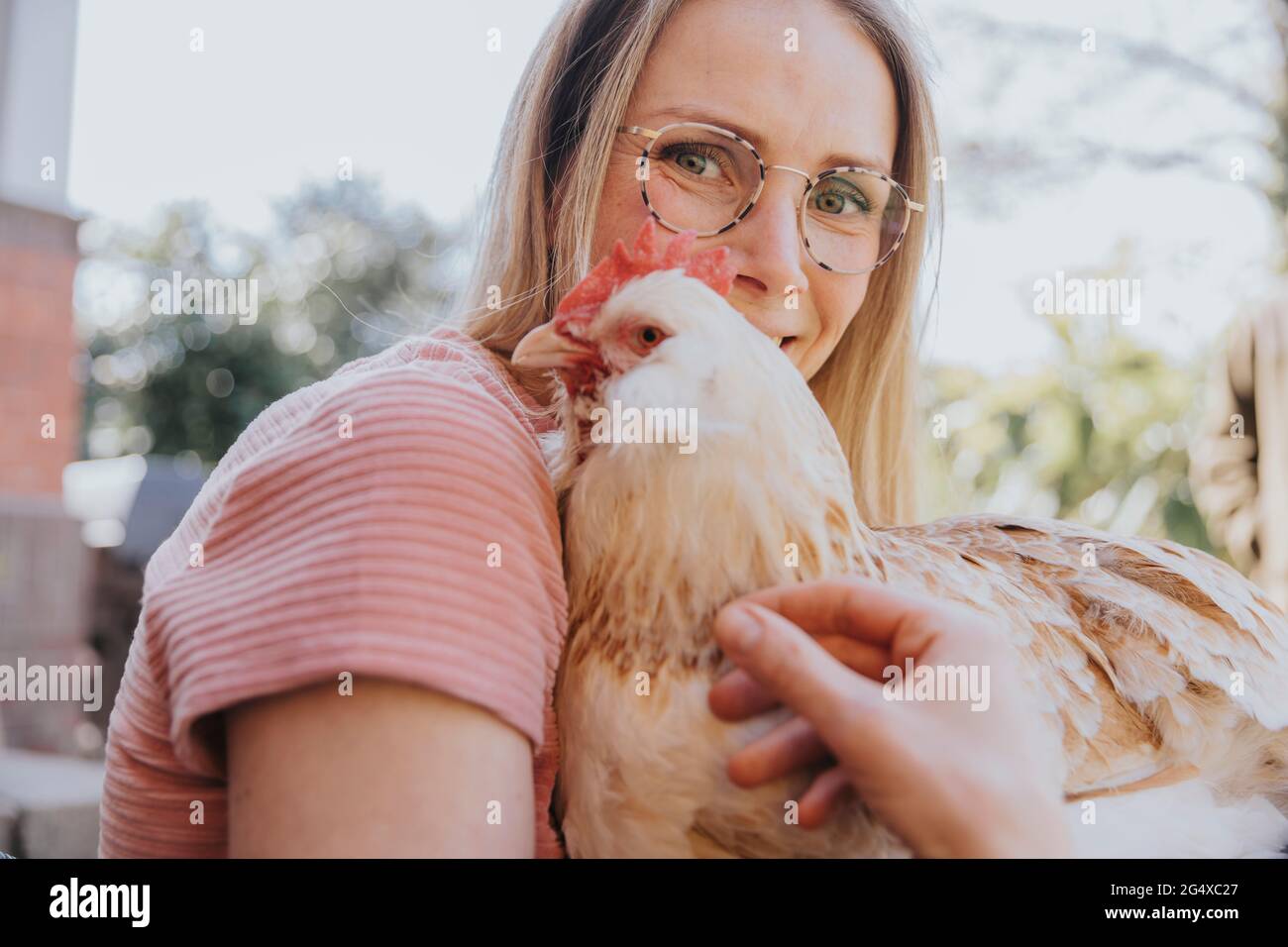 Adult chicken hi-res stock photography and images - Alamy