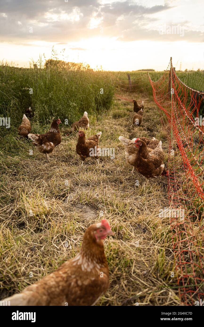 Foraging domestic chickens hi-res stock photography and images - Alamy