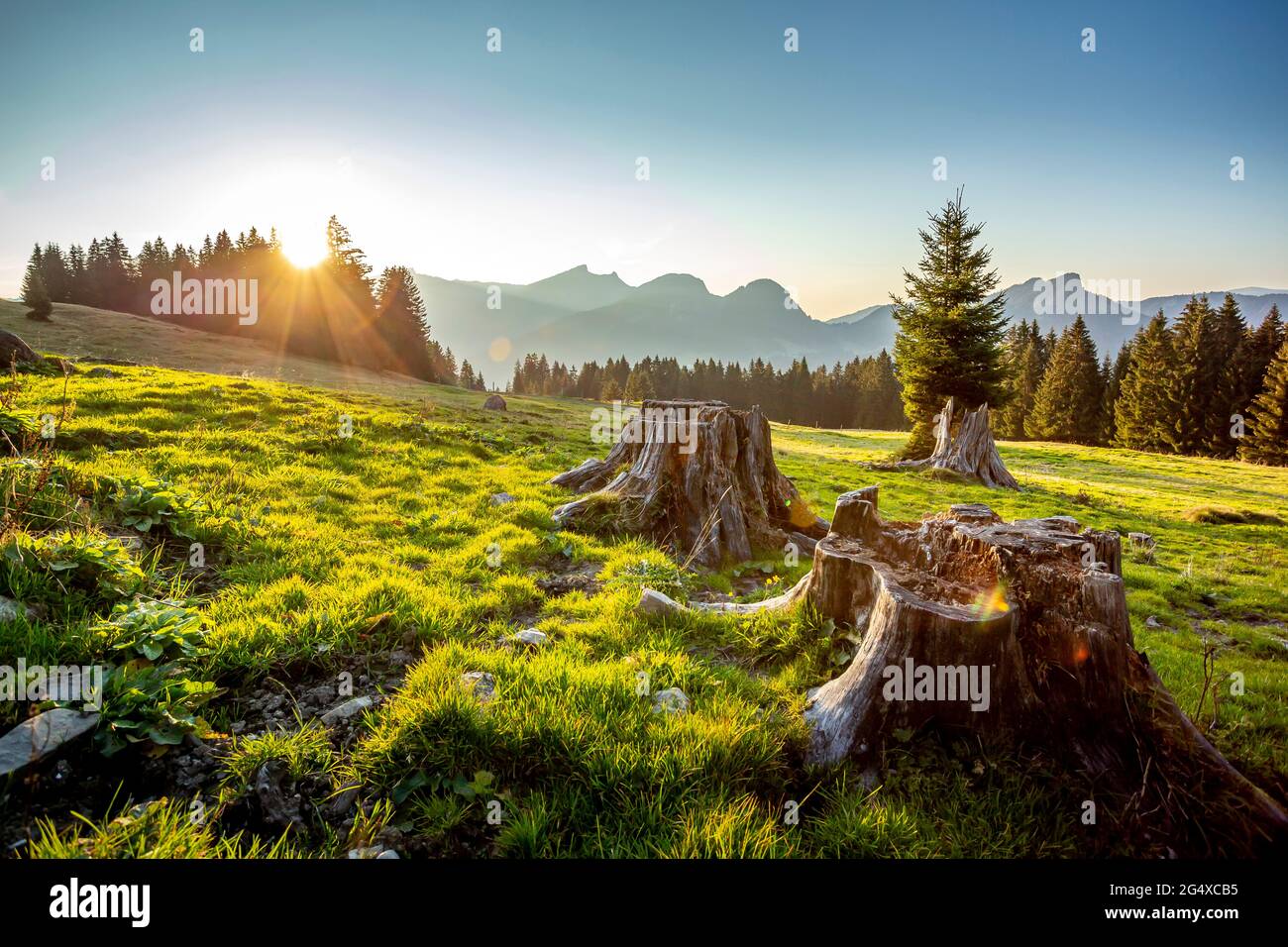 Image of tree stumps hi-res stock photography and images - Alamy