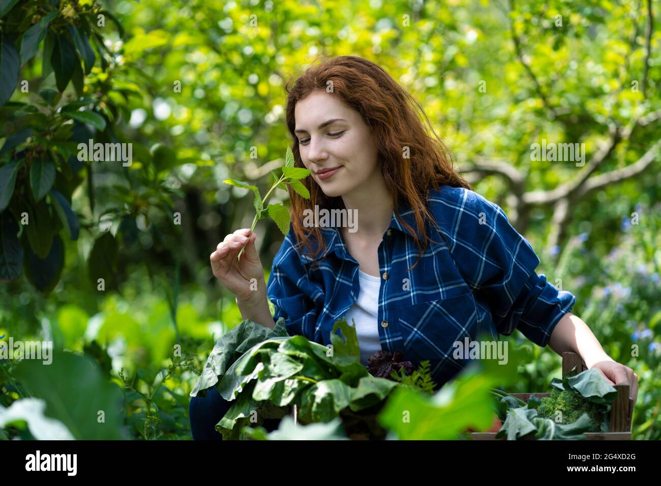 Young woman smelling fresh mint leaves in garden Stock Photo - Alamy