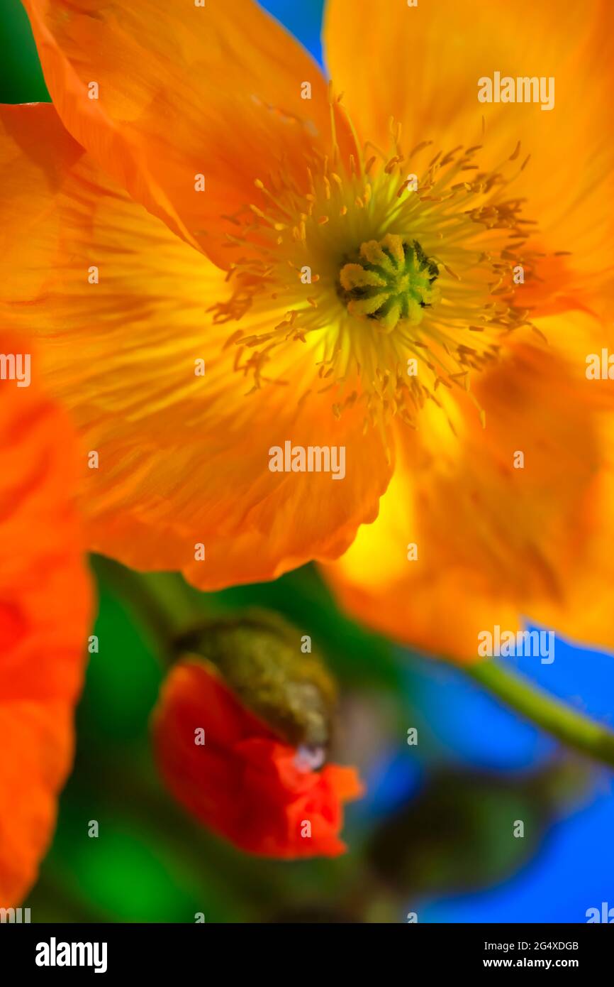 Poppy head detail hi-res stock photography and images - Alamy