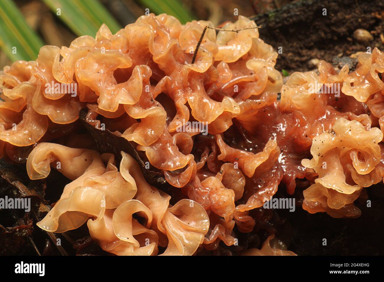 Jelly brain fungus (Phaeotremella foliocea Stock Photo - Alamy