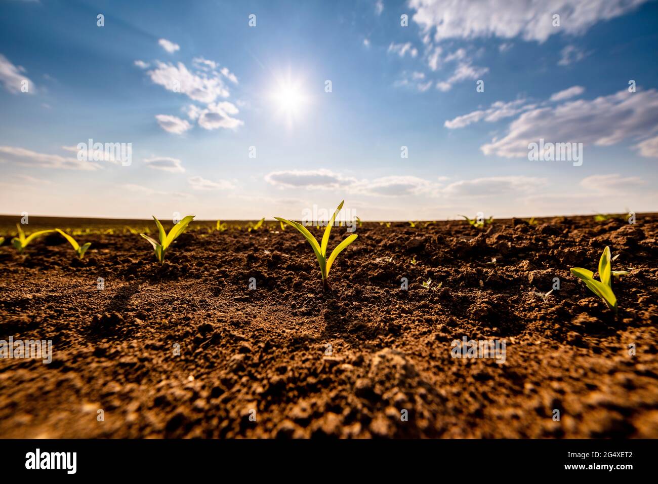 Sun shining over corn seedlings growing in plowed field Stock Photo - Alamy