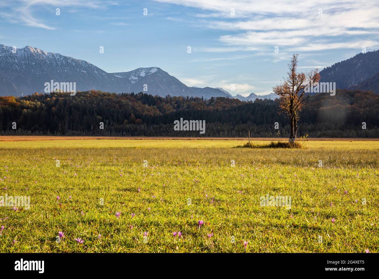 Bavarian Alps seen at Murnauer Moos, Garmisch-partenkirchen, Bavaria ...