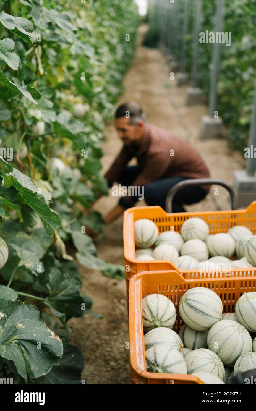 Melons in box hi-res stock photography and images - Alamy