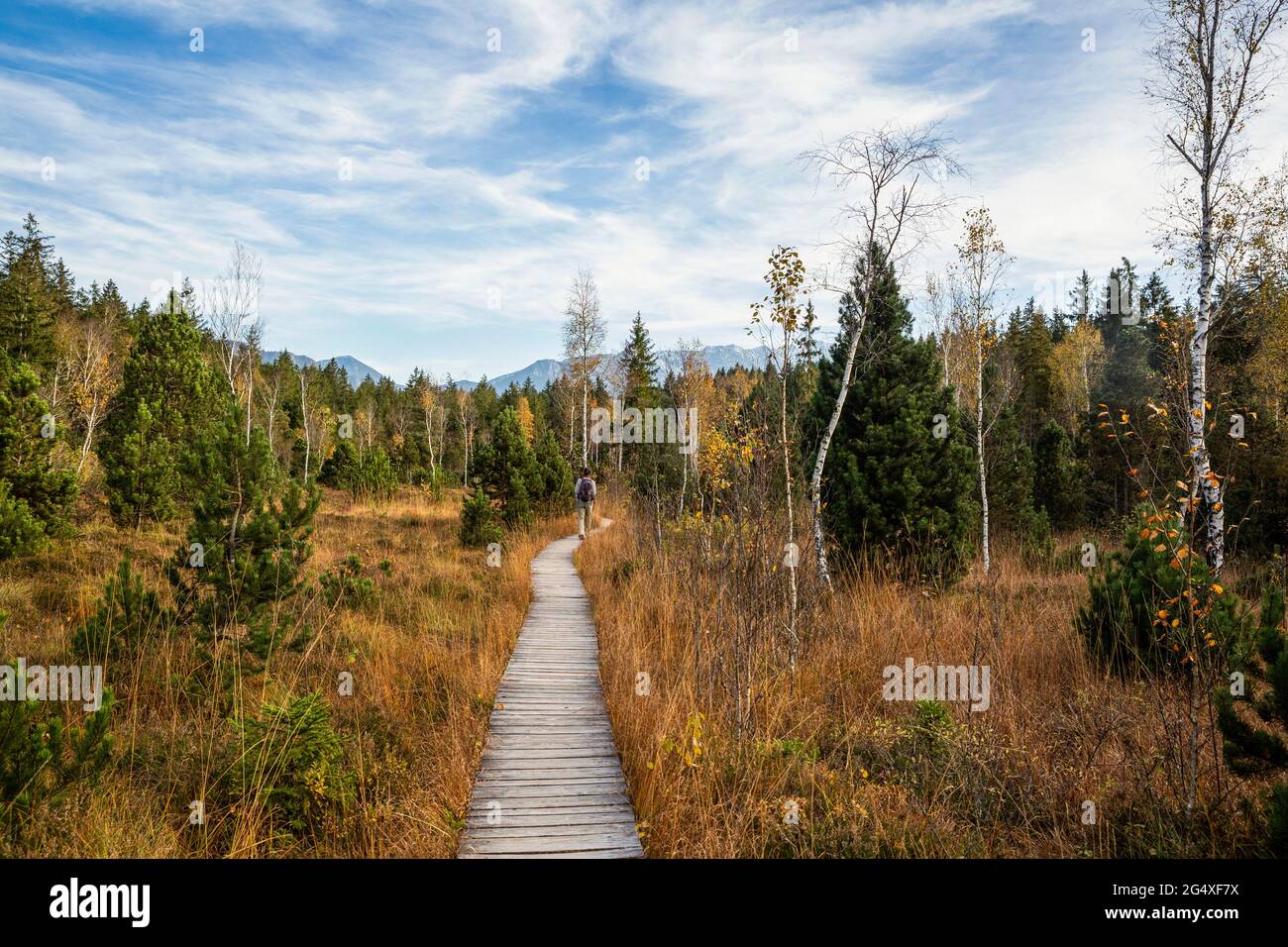 Mature male traveler walking on boardwalk at Murnauer Moos, Bavaria ...