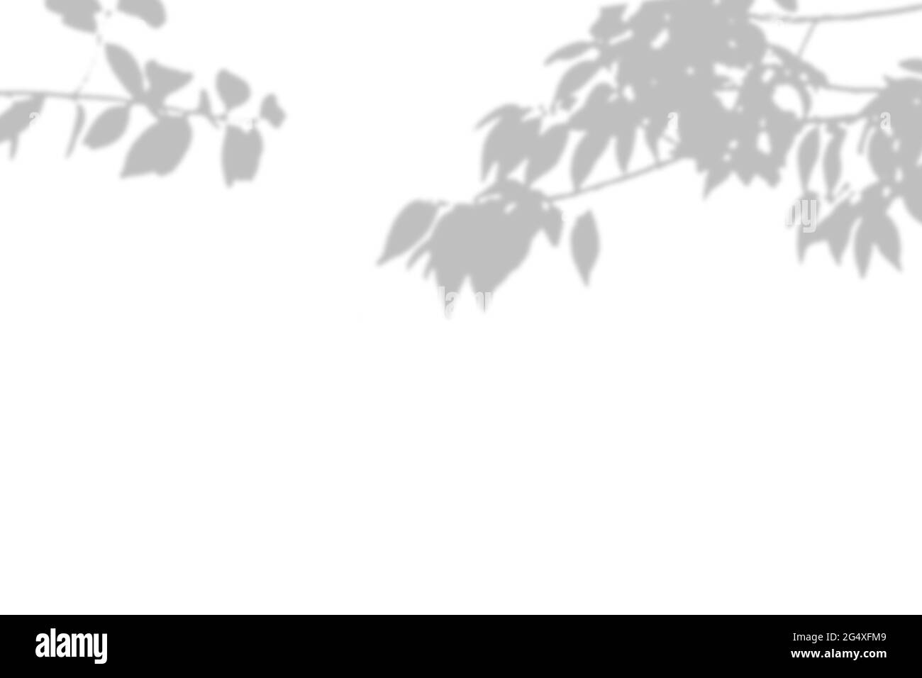 Shadow of leaf overlay on white texture background. Use for decorative ...