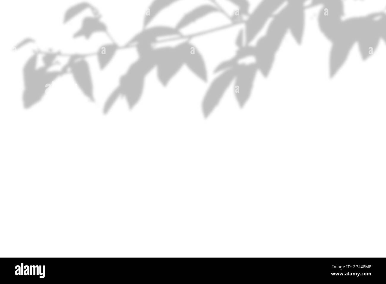 Shadow of leaf overlay on white texture background. Use for decorative ...