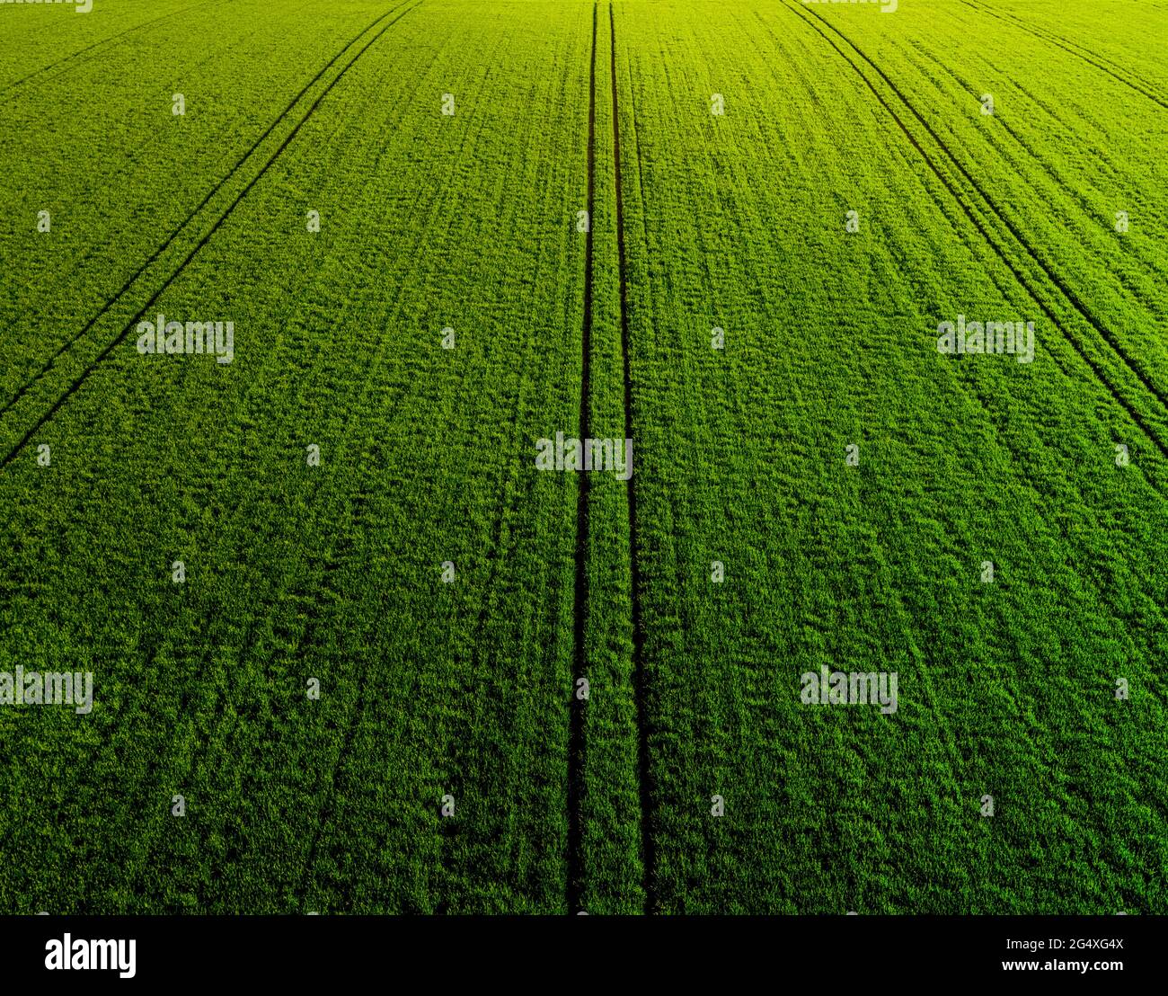 Aerial view of green wheat field in summer Stock Photo - Alamy