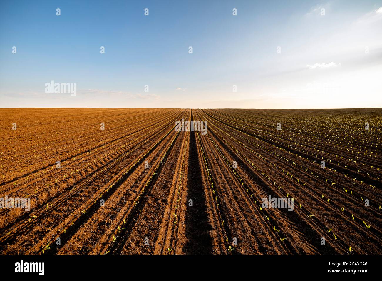 Plowed rows hi-res stock photography and images - Alamy